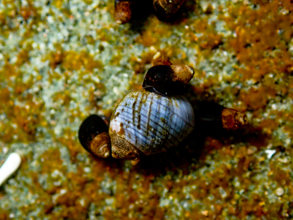 Little Blue Periwinkle from Bateau Bay Beach, NSW, Australia on January ...