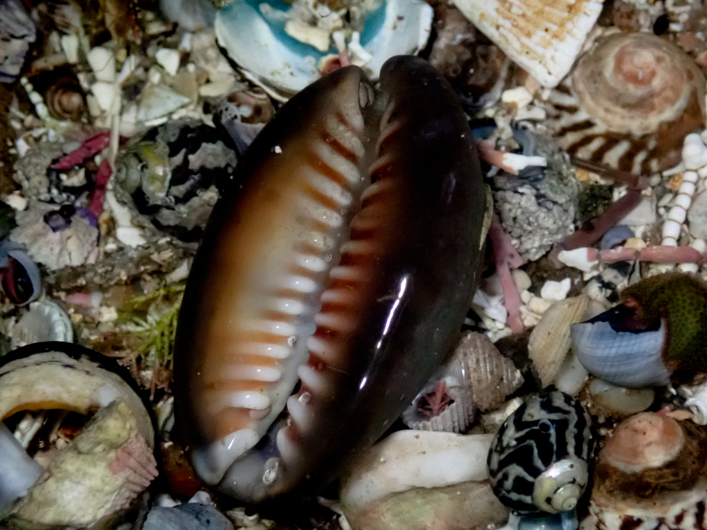 Snakehead Cowrie from Bateau Bay Beach, NSW, Australia on January 28 ...