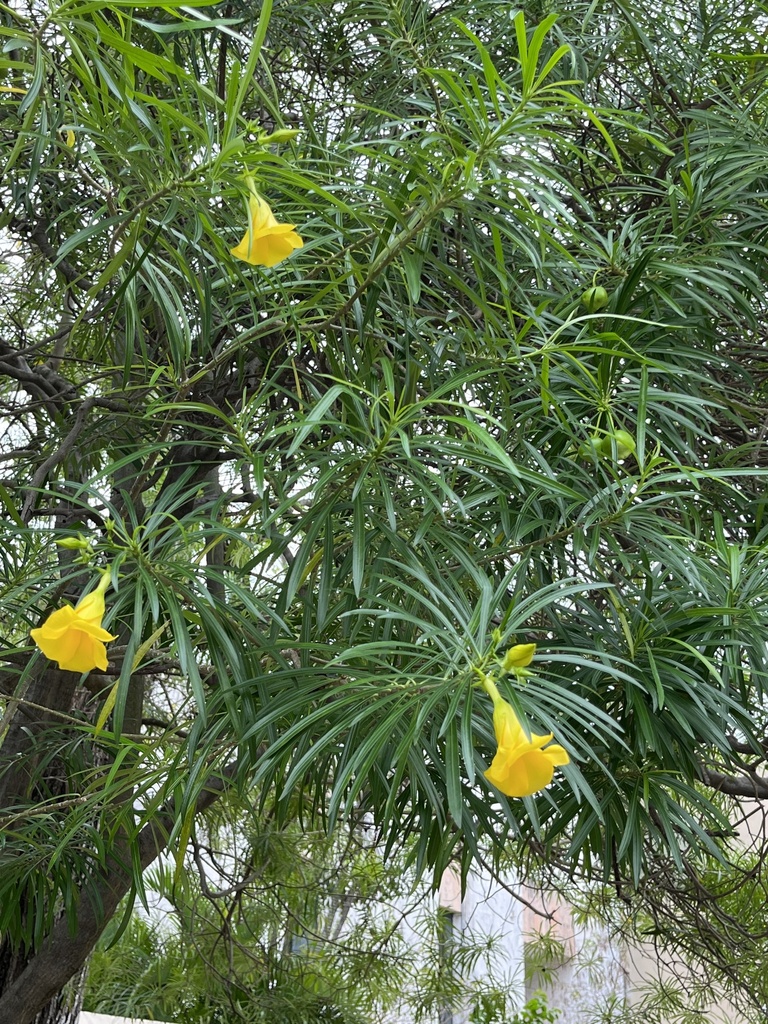 Be-still tree from Paseo Montejo, Mérida, Yuc., MX on January 28, 2024 ...