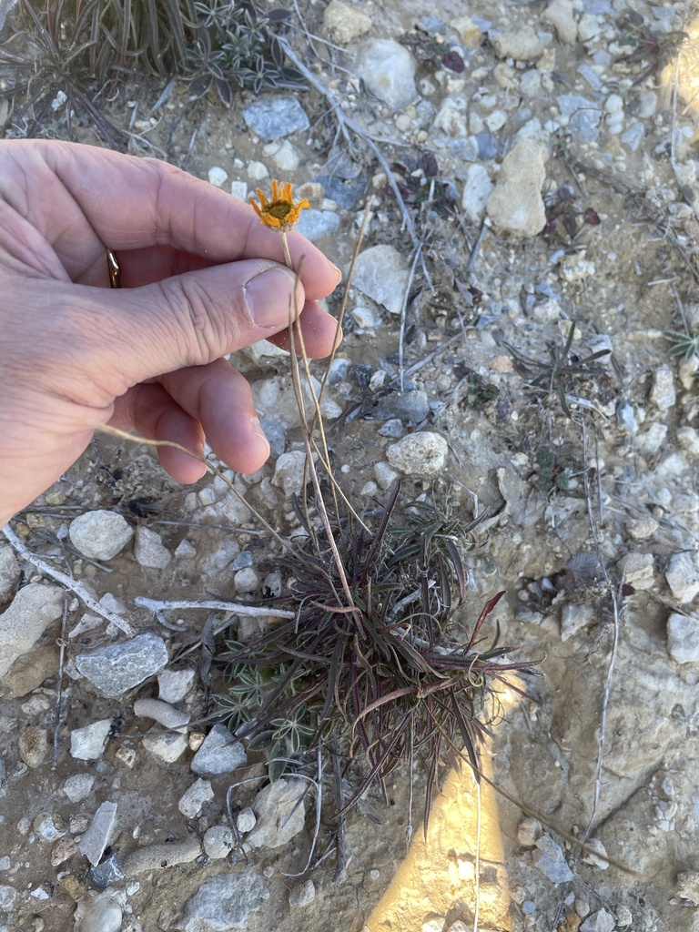 Stemmy Four-nerved Daisy from I-20 Svc Rd, Willow Park, TX, US on ...