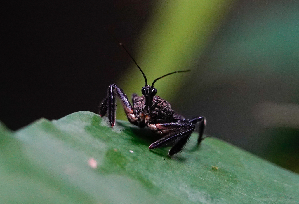 Bee Assassins from Surama on January 18, 2024 at 02:41 PM by Paul Prior ...