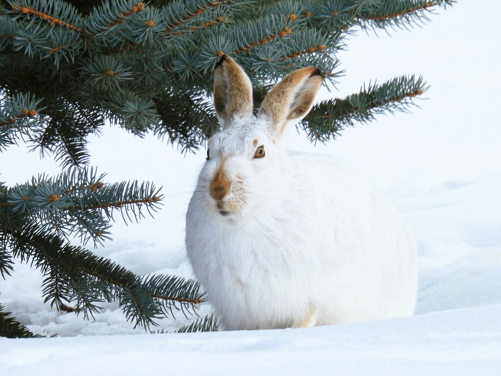 White-tailed Jackrabbit from Southeast Calgary, Calgary, AB, Canada on ...