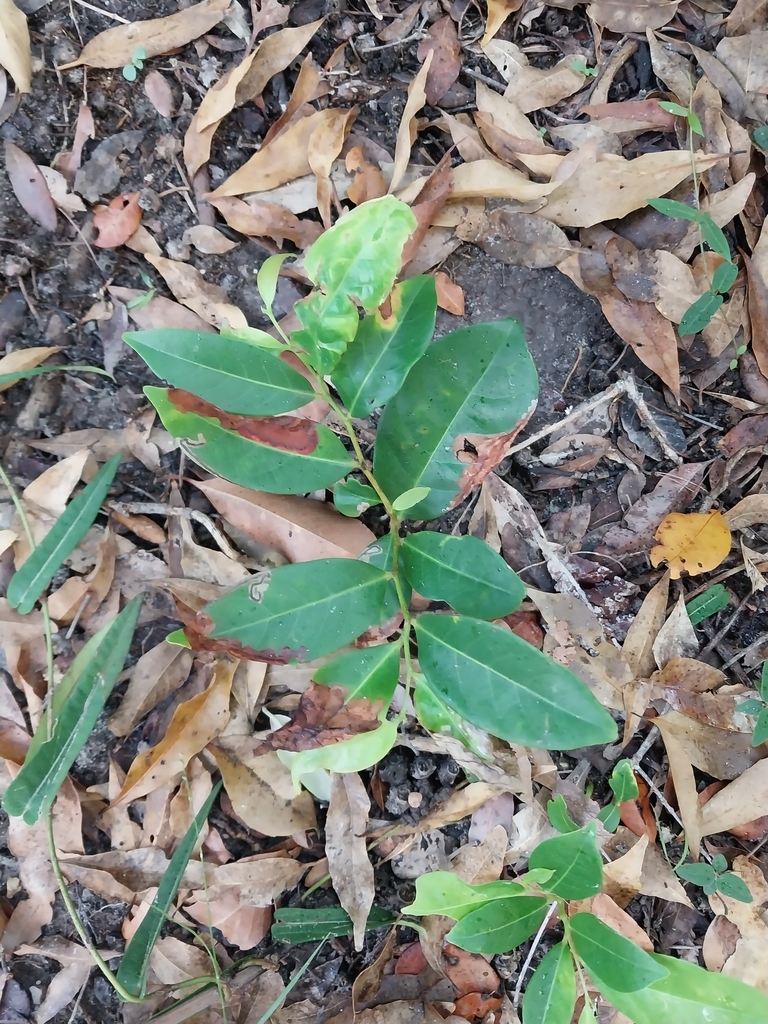 Cheese Tree from Alexandra Headland QLD 4572, Australia on January 29 ...