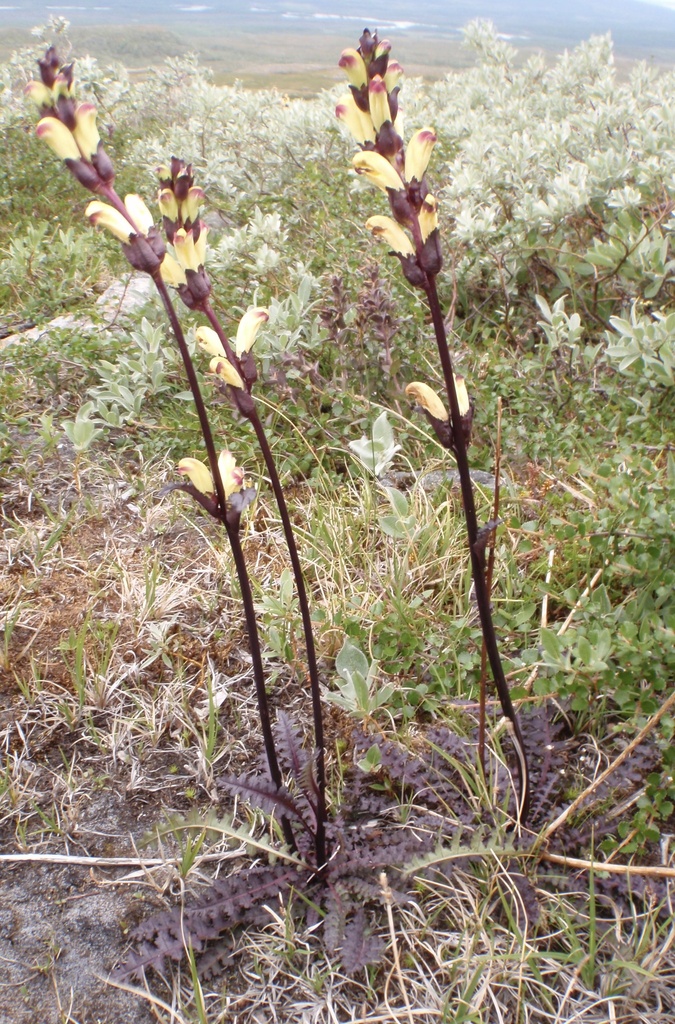 Moor-King Lousewort from Sarek nationalpark, Gällivare, BD, SE on 25 ...