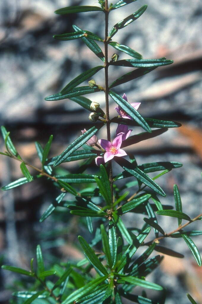 Pink Boronia from Fraxer Is, K'gari QLD 4581, Australia on March 28 ...