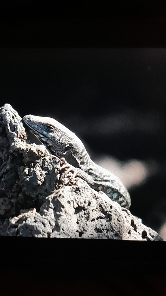Atlantic Lizard from 35541 Haría, Province de Las Palmas, Espagne on ...