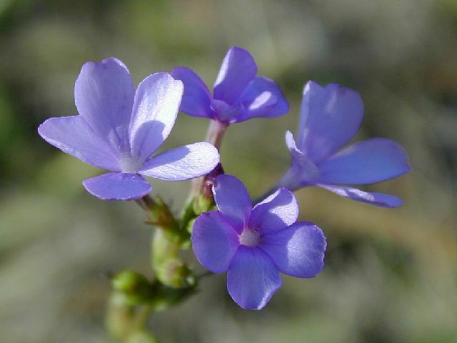 Florida bluehearts from Old Venus, Highlands County, FL, USA on April 2 ...