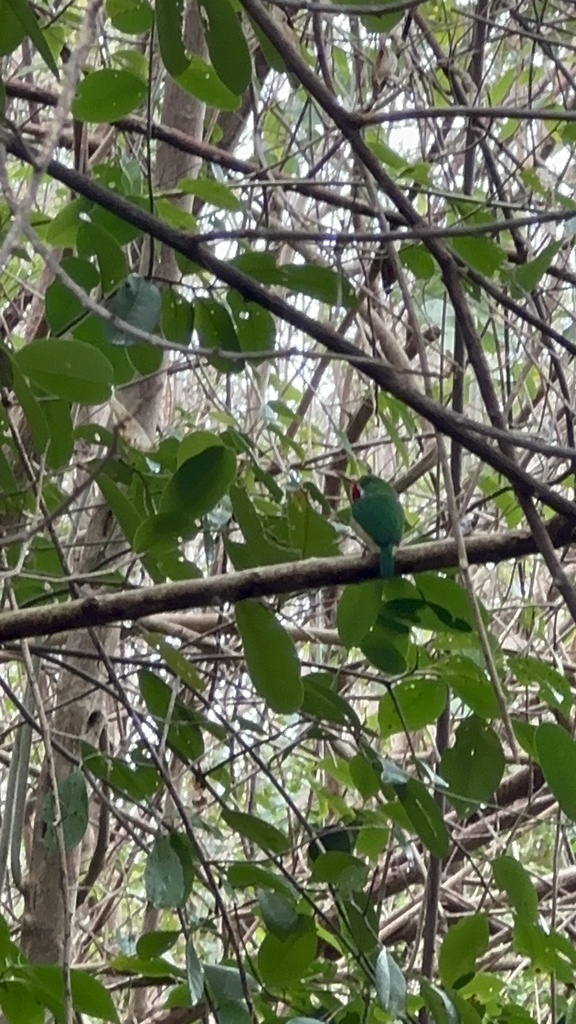 Puerto Rican Tody from Puerto Rico, Yabucoa, Puerto Rico, US on January ...