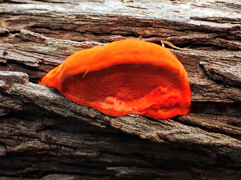 Southern Cinnabar Polypore in January 2024 by cinclosoma · iNaturalist