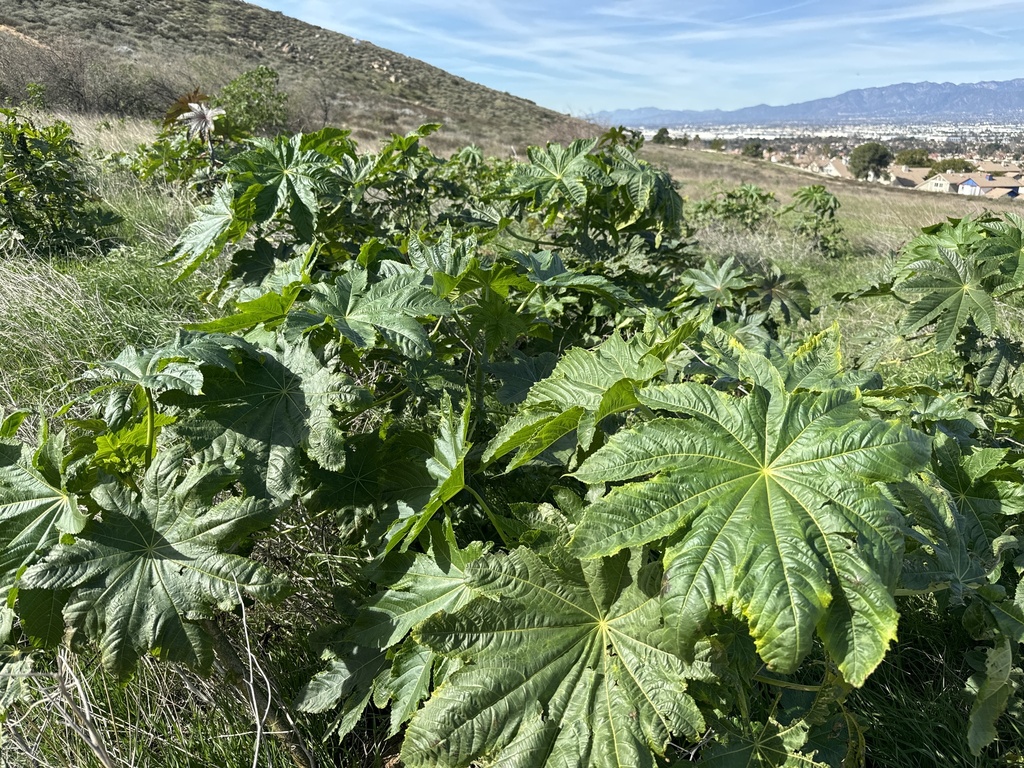 castor bean from Jurupa Valley, CA, US on January 28, 2024 at 11:45 AM ...