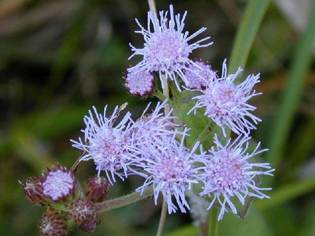 blue mistflower from Miami-Dade County, FL, USA on January 5, 2002 at ...