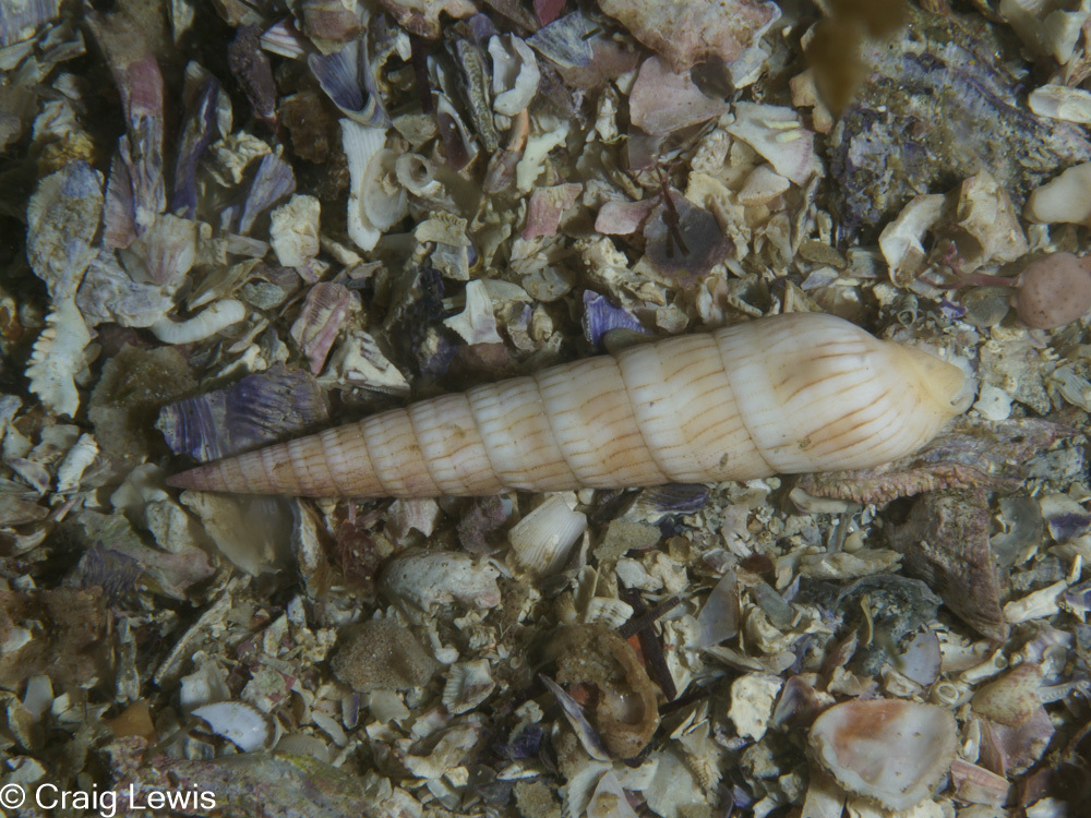 Myurella from South Solitary Island, New South Wales, Australia on ...
