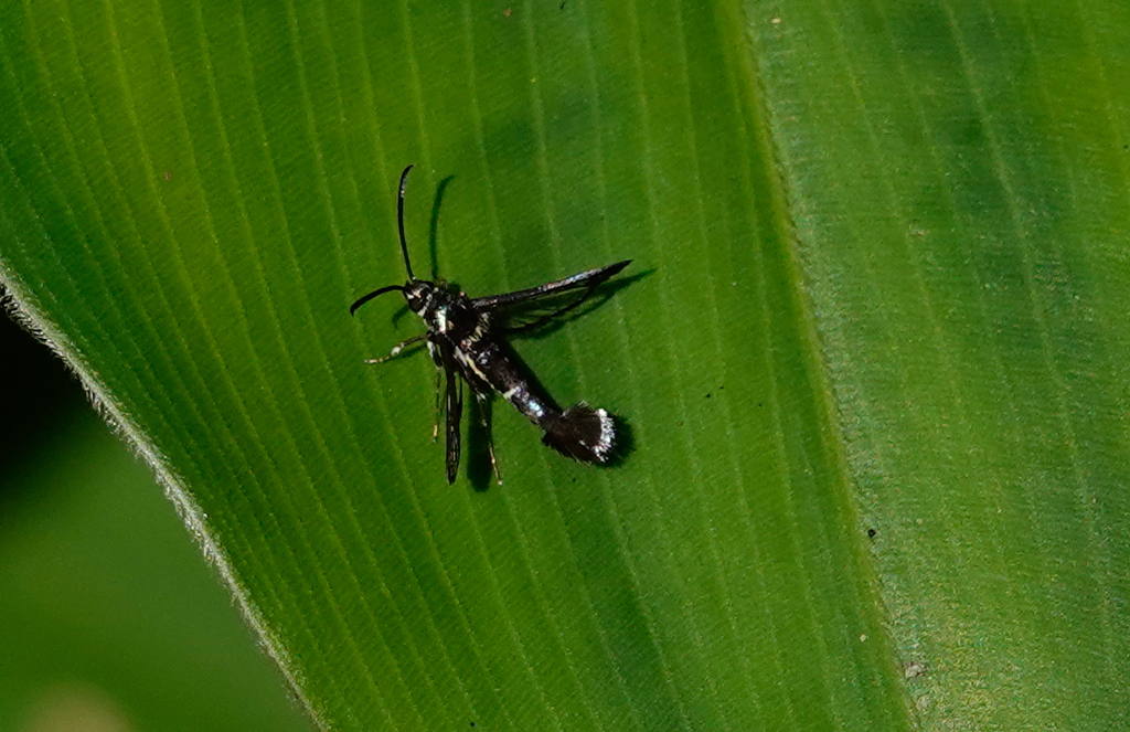 Synanthedonini from Upper Takutu-Upper Essequibo, Guyana on January 19 ...