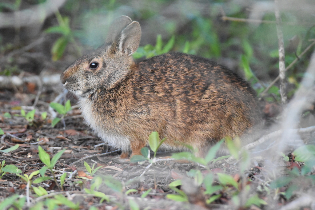 Marsh Rabbit from Celery Fields (Feeders) on January 20, 2024 at 07:39 ...