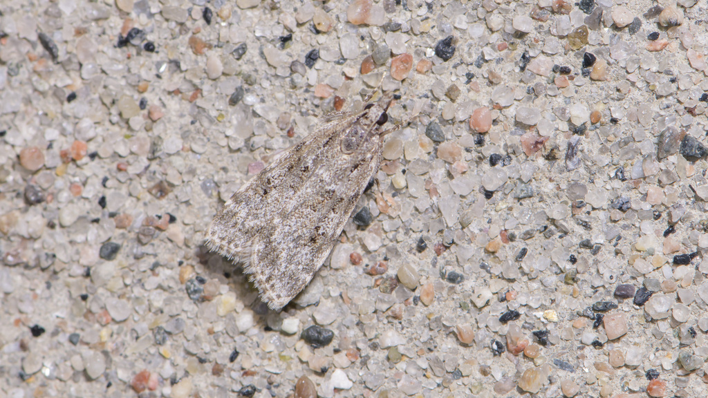 Double-striped Scoparia Moth from Saint-Léonard, Montréal, QC, Canada ...