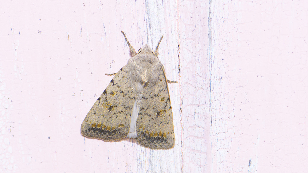 Civil Rustic Moth from Saint-Léonard, Montréal, QC, Canada on September ...