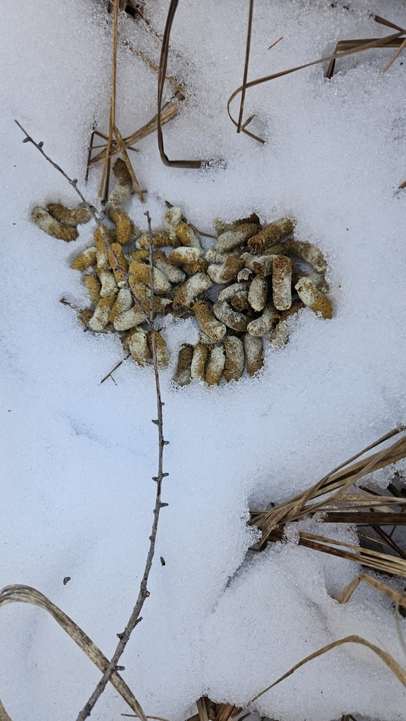 Ruffed Grouse from Cass County, US-MN, US on January 28, 2024 at 04:13 ...
