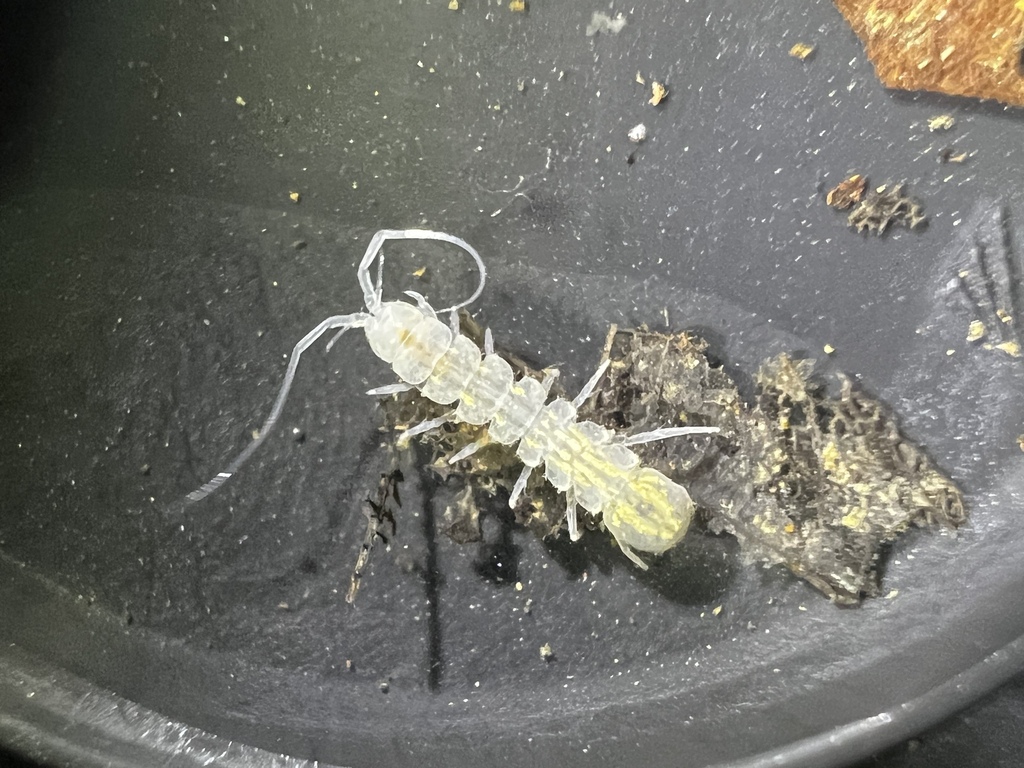 Stygian Cave Isopod in January 2024 by Nick · iNaturalist