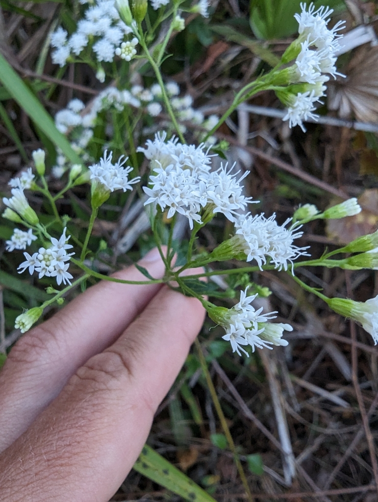 hammock snakeroot from Lakeland, FL 33809, USA on January 28, 2024 at ...