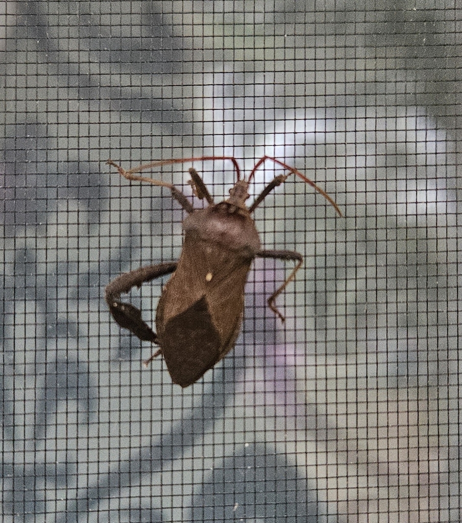 Florida Leaf-footed Bug from Baton Rouge, LA 70808, USA on January 28 ...