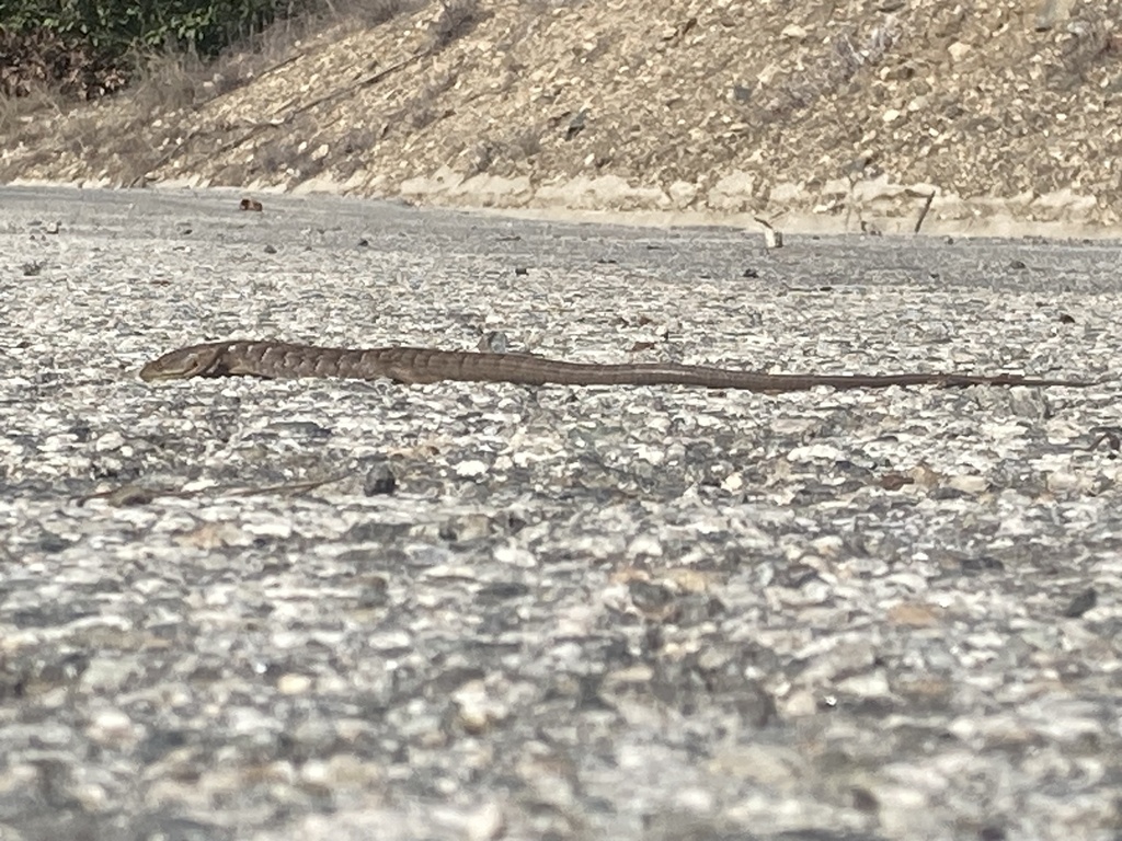 Southern Alligator Lizard from San Gabriel Mountains National Monument ...