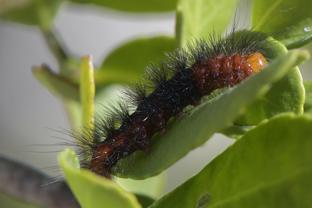 Lesser Wasp Moth from Salt River, Jamaica on January 24, 2024 at 10:32 ...