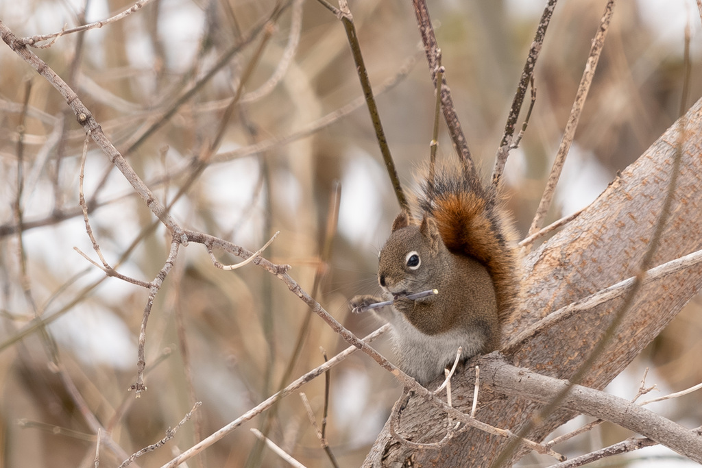 American Red Squirrel from Capitale-Nationale, QC, Canada on January 28 ...