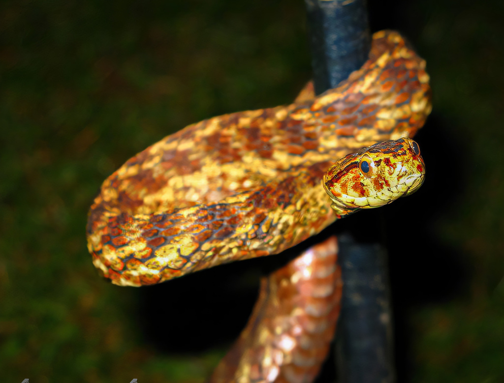 Pampas Snake from Jardim Angelo, Arujá - SP, 07432-575, Brasil on March ...