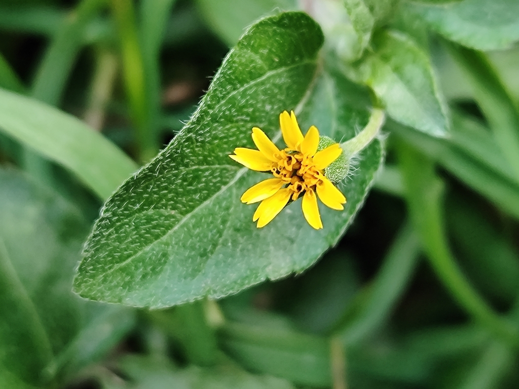 straggler daisy from El Marques, 76047 Santiago de Querétaro, Qro ...