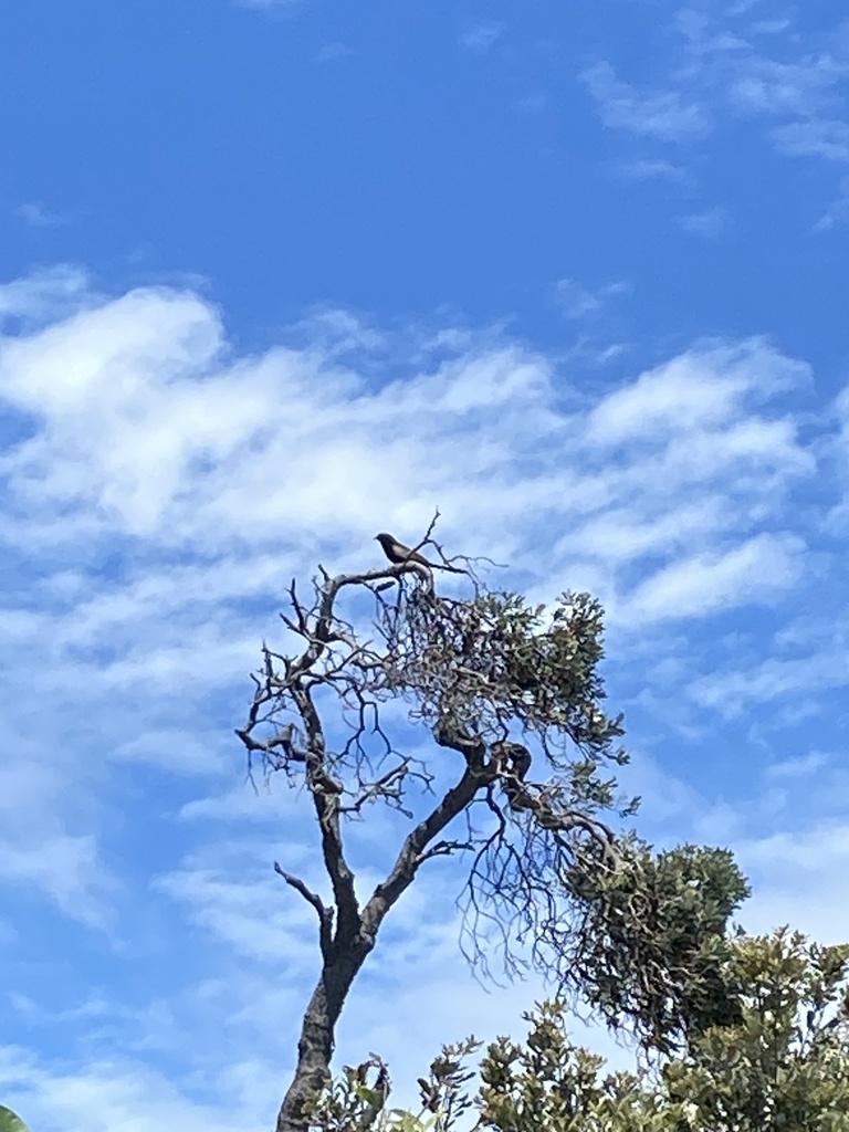 Pheasant Coucal from Pacific Bvd, Buddina, QLD, AU on January 29, 2024 ...