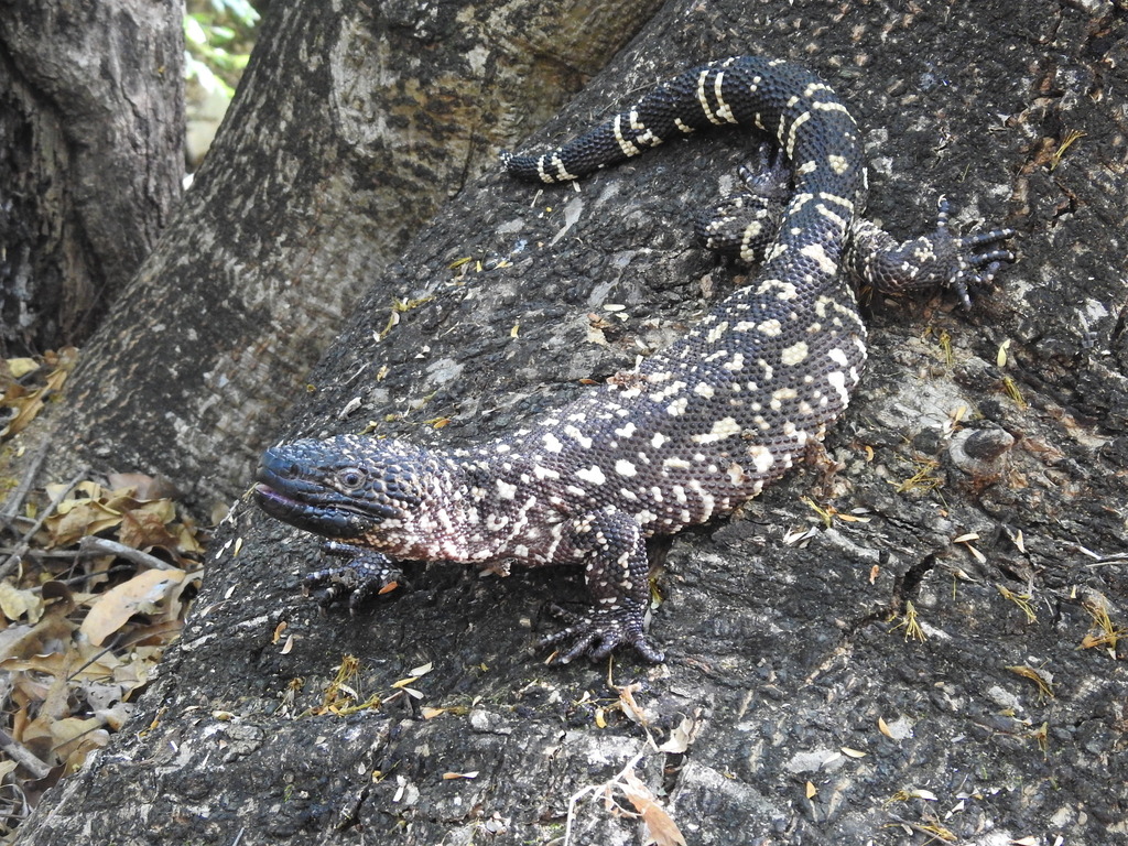 Beaded Lizard in December 2023 by isabel_soria · iNaturalist