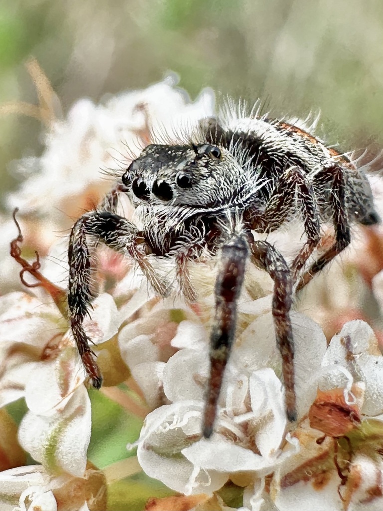 Phoenix Jumping Spider from Mission Trails Regional Park, San Diego, CA ...