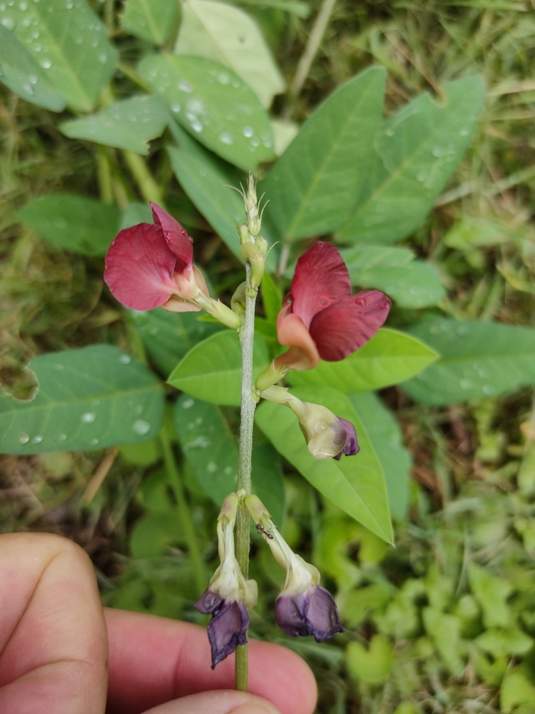 Phasey Bean from Yengarie QLD 4650, Australia on January 29, 2024 at 10 ...