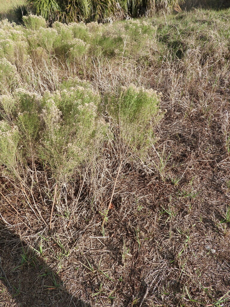 slender goldentop from Brevard County, FL, USA on January 28, 2024 at ...