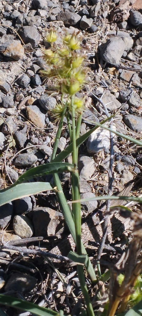 Southern Sandbur from La Barca, Jal., México on January 27, 2024 at 11: ...