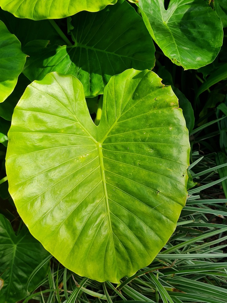 Asian Taro from St.George's, Bermuda on January 27, 2024 at 04:20 PM by ...