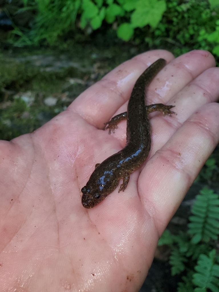 Seal Salamander from Postelle, TN 37317, USA on May 30, 2023 at 10:21 ...