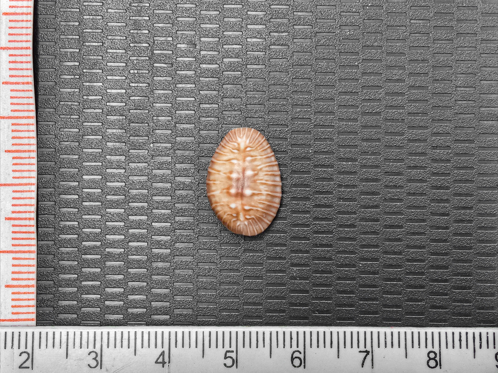 Pusula radians from Manta, Ecuador on January 4, 2024 at 04:52 PM by ...