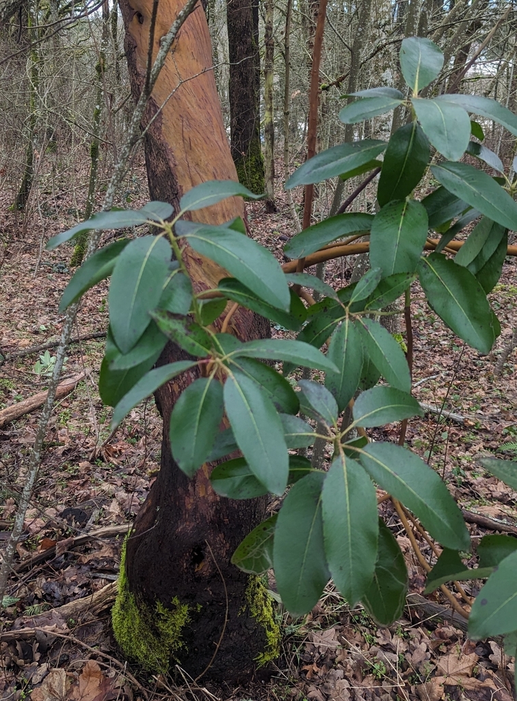 Pacific madrone from West Salem, Salem, OR 97304, USA on January 28 ...