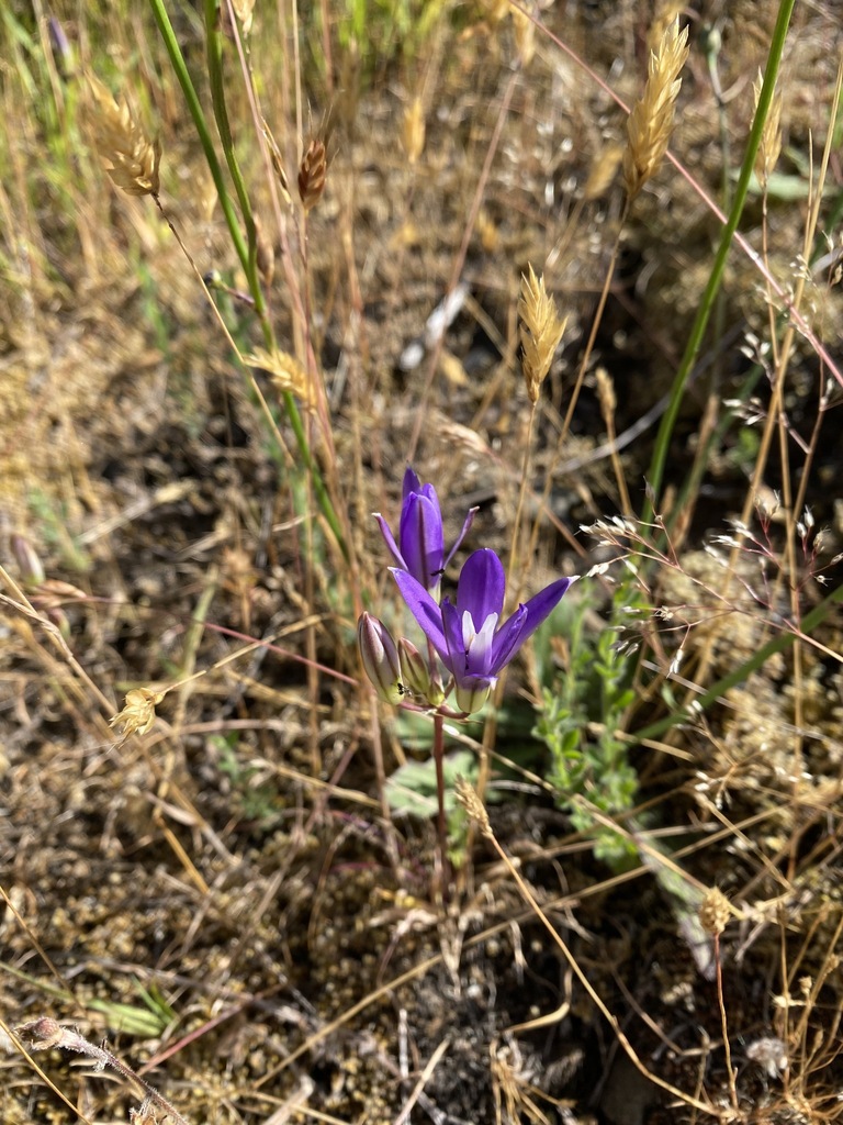 Indian Valley Brodiaea from Capital, BC, Canada on June 24, 2022 at 10: ...