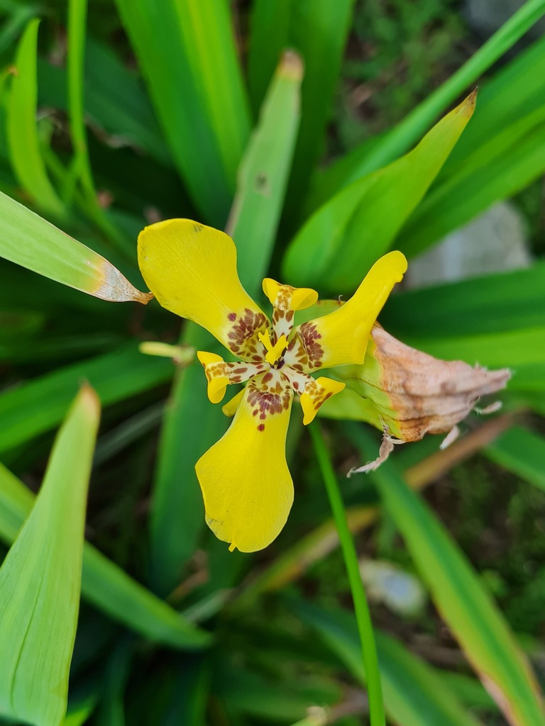 Walking Irises from St.George's, Bermuda on January 27, 2024 at 04:19 ...