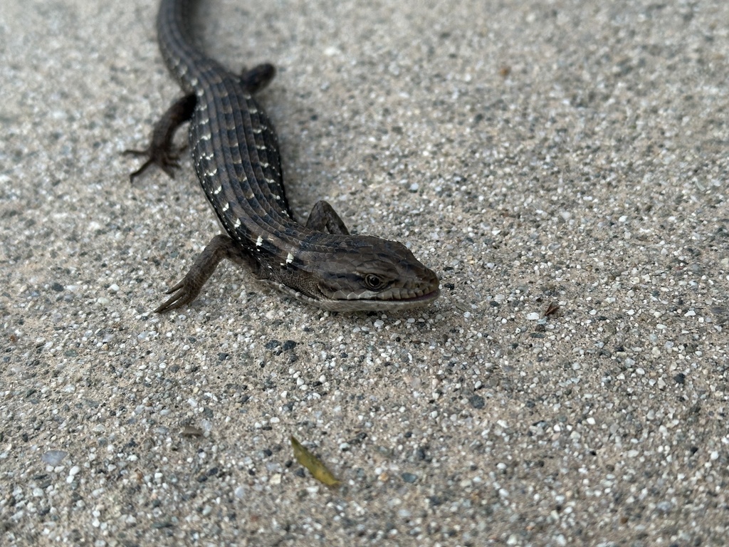 Southern Alligator Lizard from South Coast Botanic Garden, Palos Verdes ...
