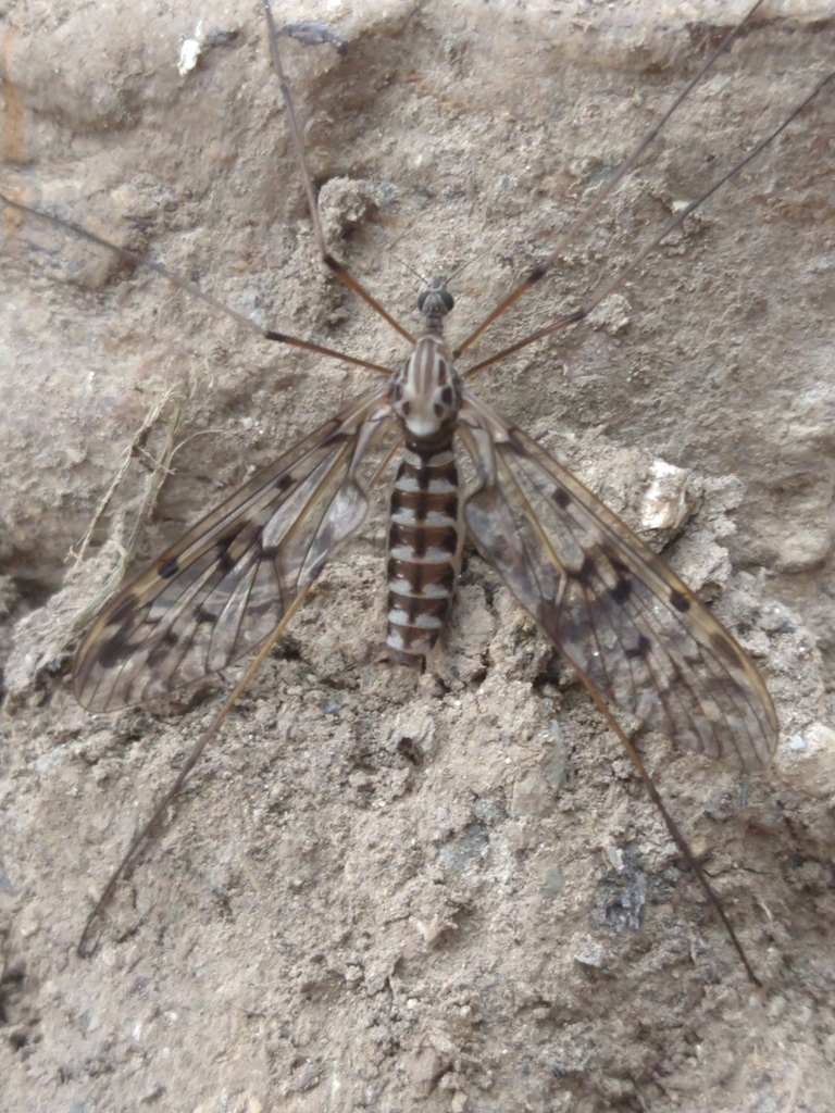 Primitive Crane Flies from Ushuaia, Tierra del Fuego, Argentina on ...