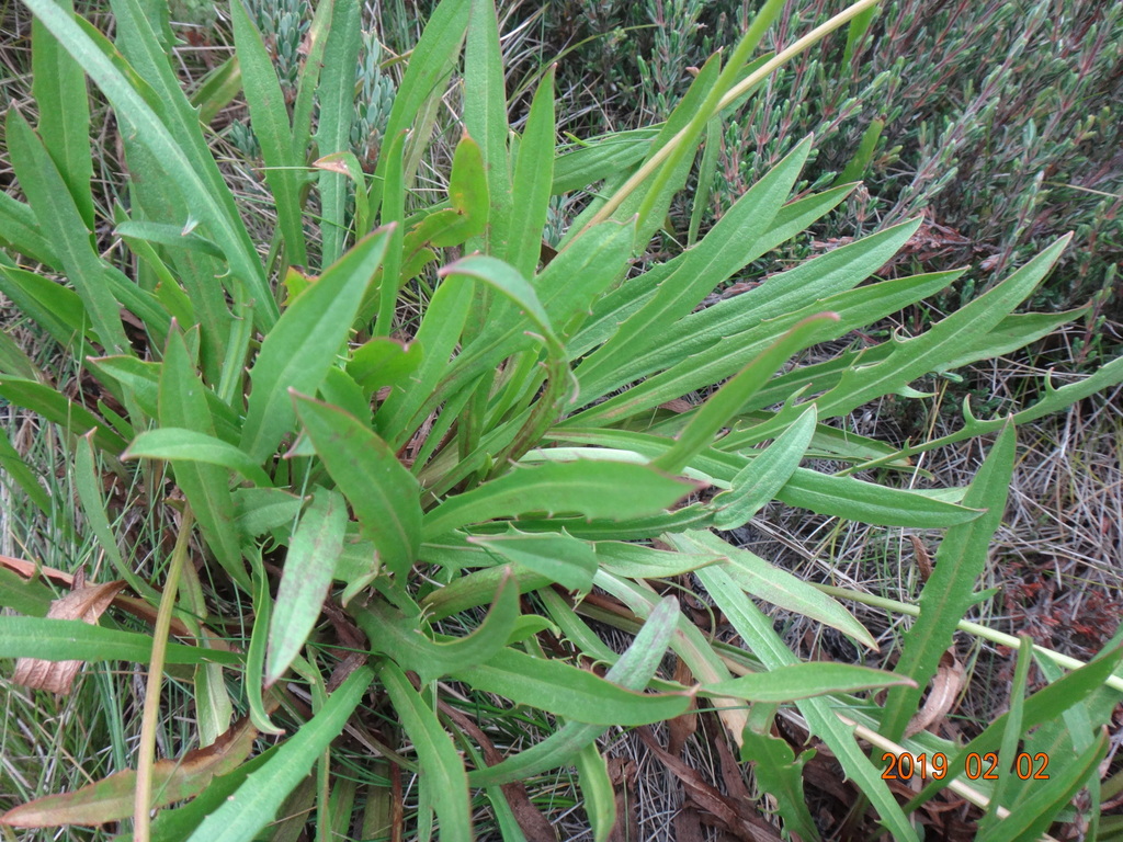 Yam Daisy (Microseris lanceolata) - Botanical Realm