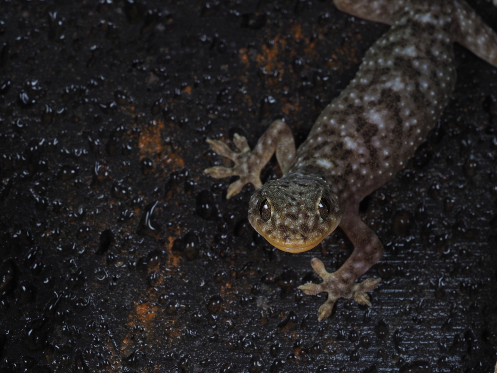 Yunnan Gecko in April 2021 by Yinpeng Zhang · iNaturalist