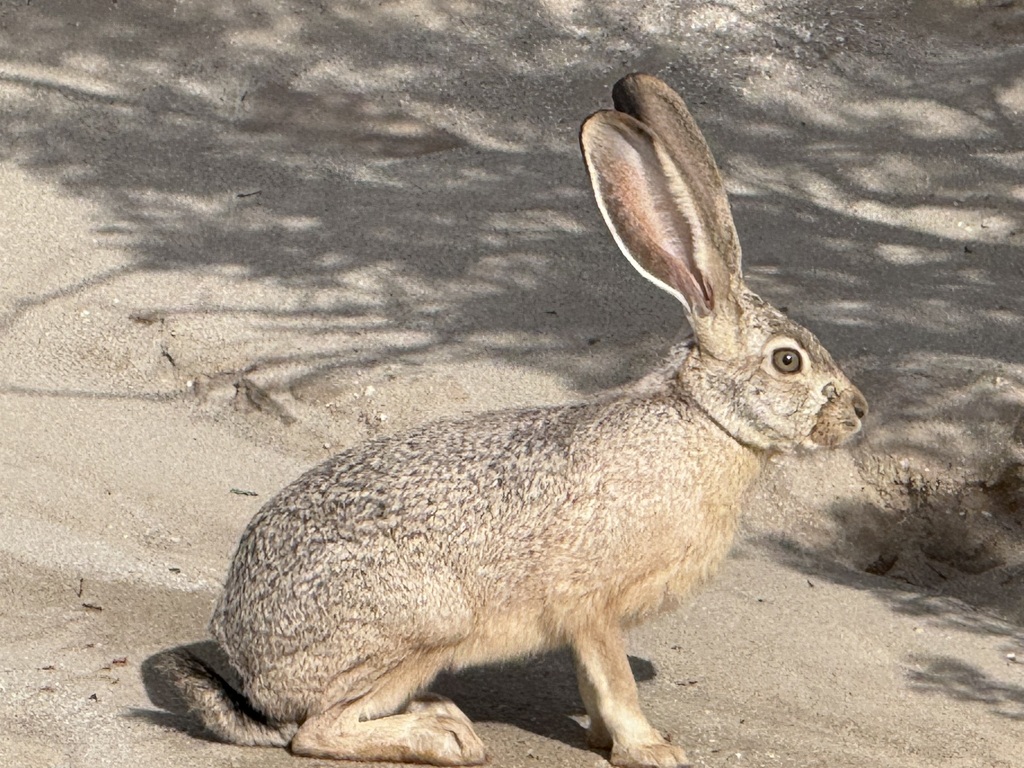Black-tailed Jackrabbit from San Diego County, CA, USA on January 28 ...