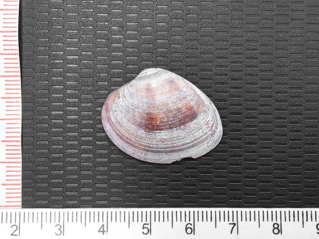 Chocolate Clam from Manta, Ecuador on January 4, 2024 at 04:52 PM by ...