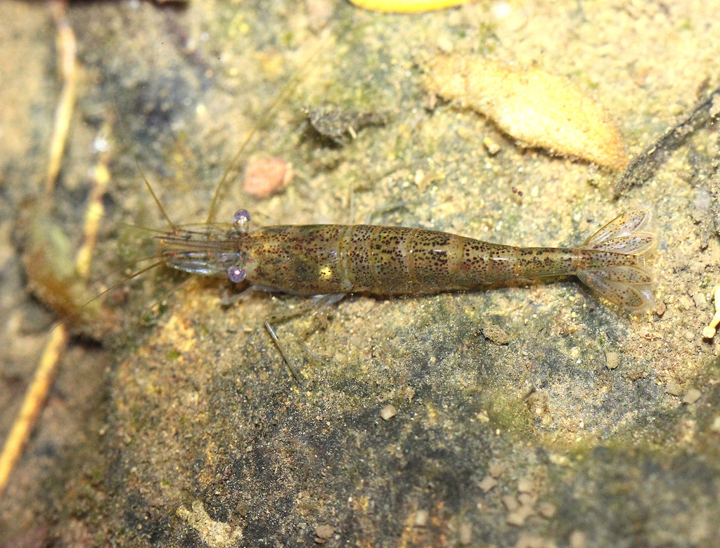 Australian glass shrimp from Bonville NSW 2450, Australia on December ...
