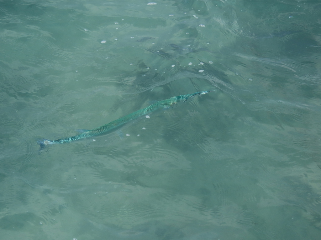 Crocodile Needlefish from 77733 Puerto Aventuras, Quintana Roo, Mexico ...