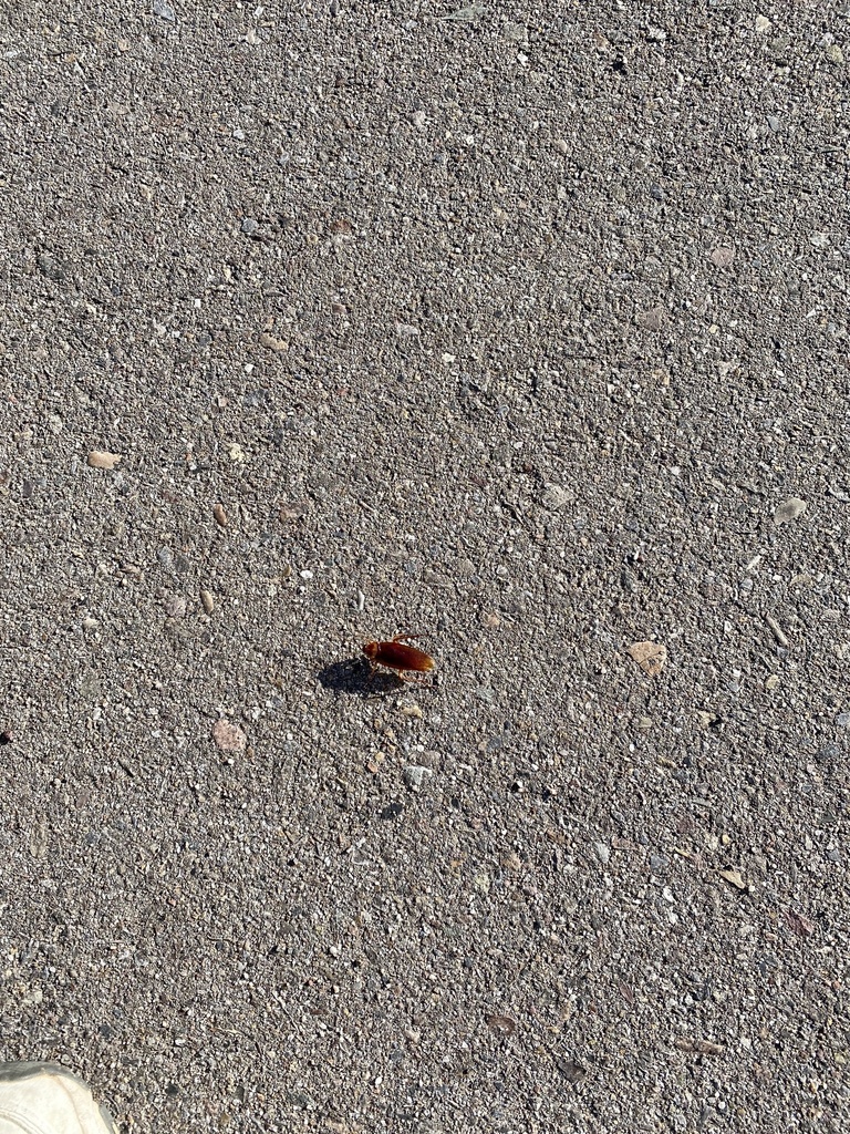 American Cockroach from S Sand Crest Dr, Tucson, AZ, US on January 28 ...